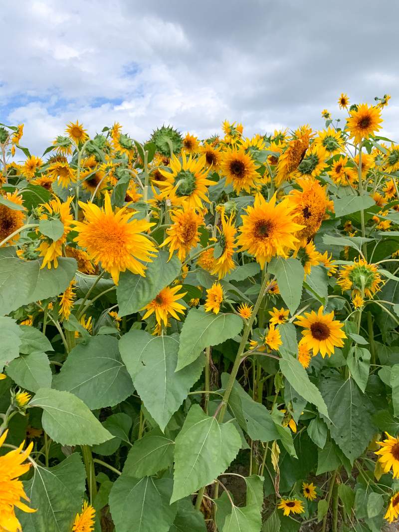 Visiting Chilliwack Sunflower Festival Near Vancouver, BC - deventuretime